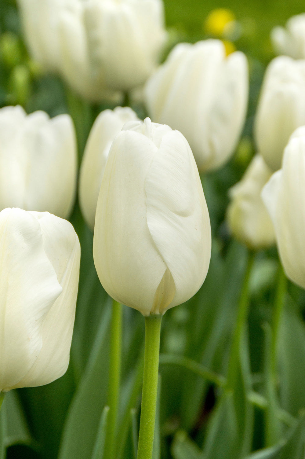 Tulip Darwin Hybrid Hakuun – preciousplantsuk