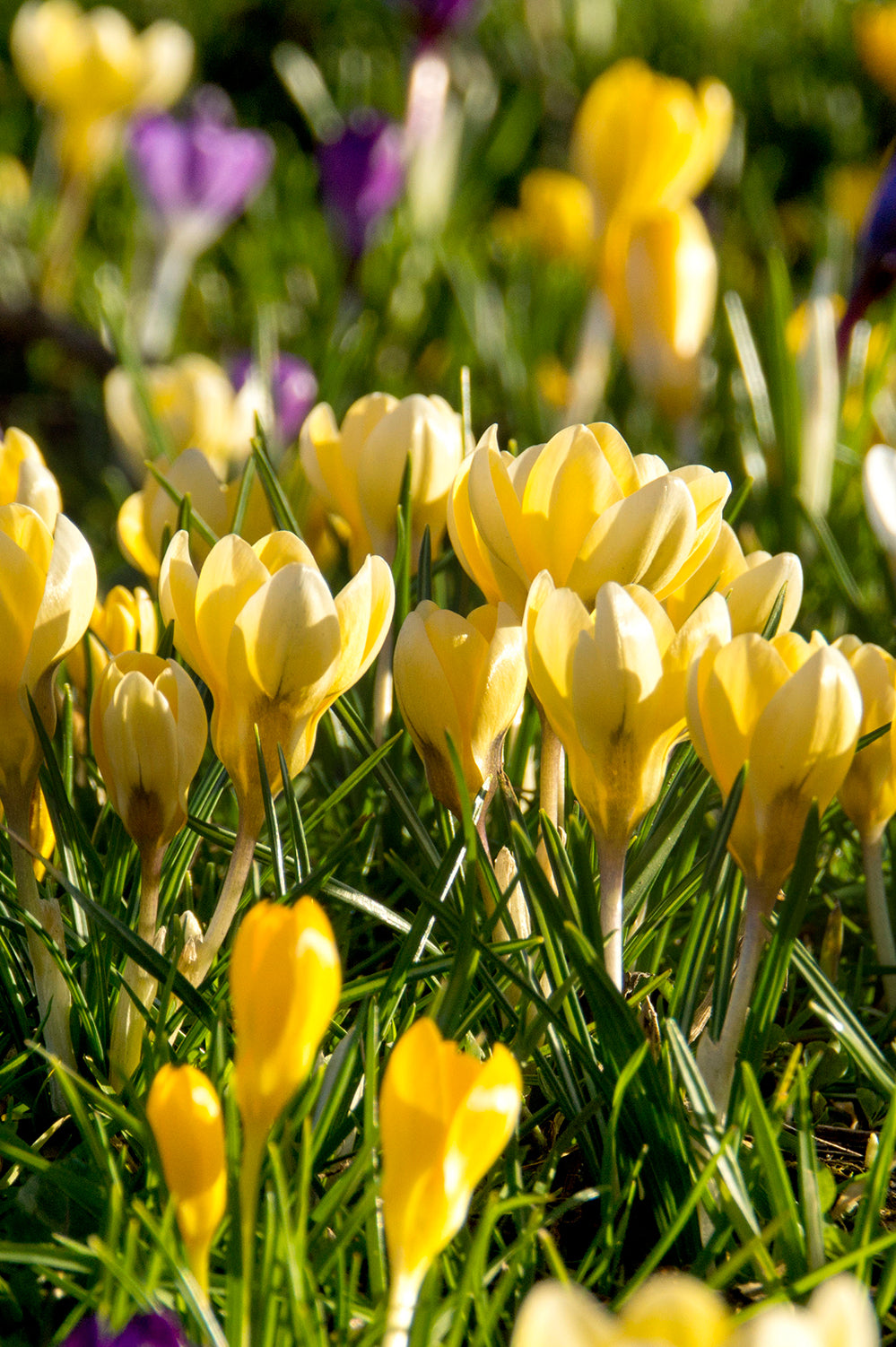 Crocus Bulbs | Precious Plants – preciousplantsuk