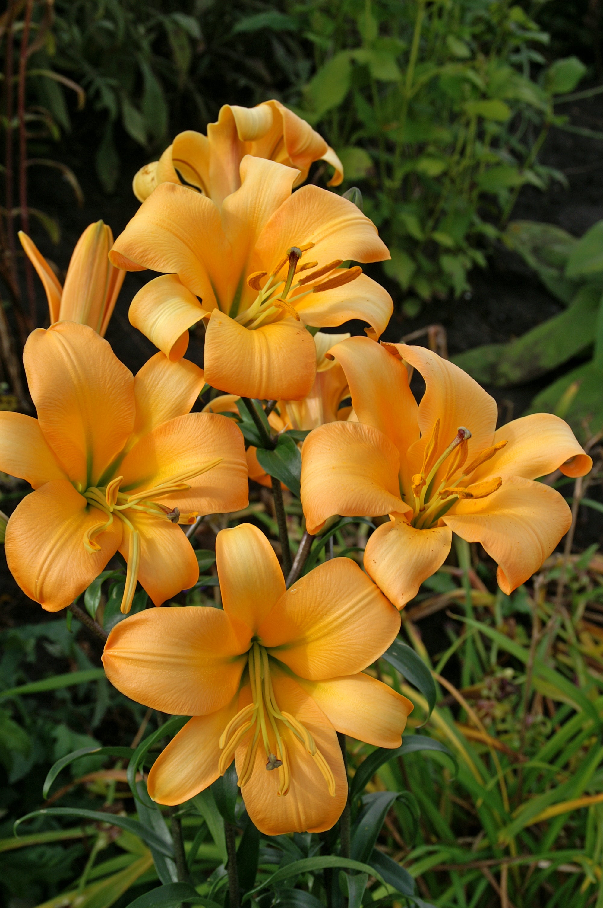 Lilium Trumpet African Queen – preciousplantsuk