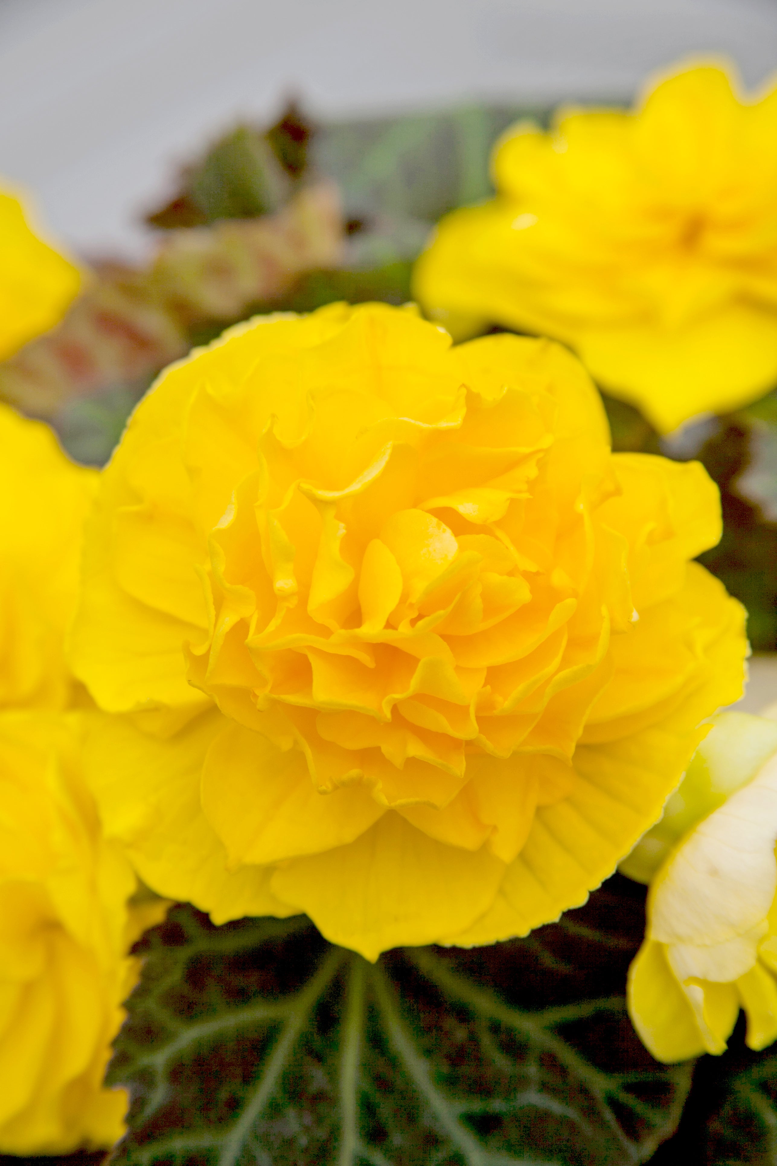 Begonia Non Stop Yellow – preciousplantsuk