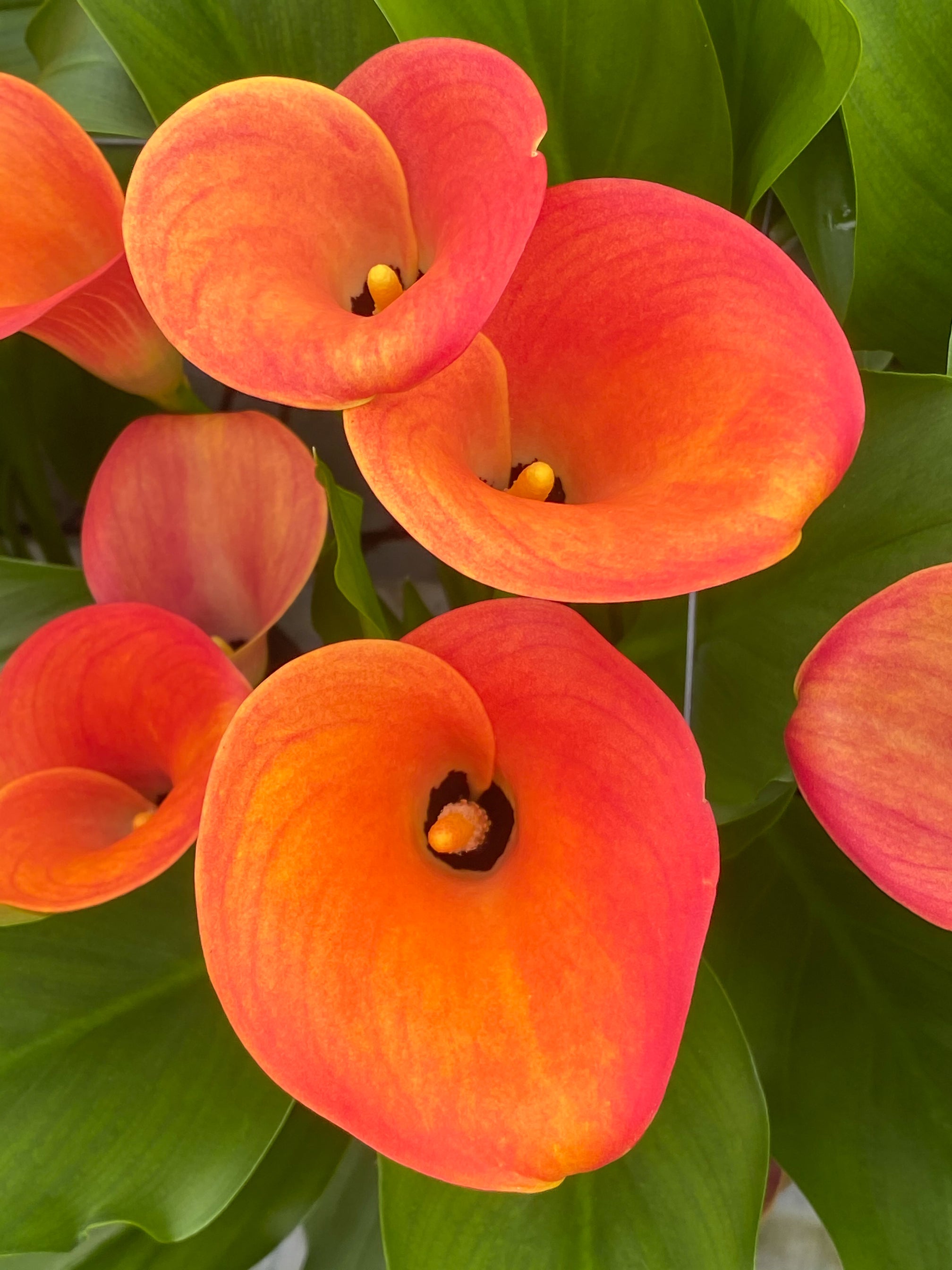 Zantedeschia Orange – preciousplantsuk