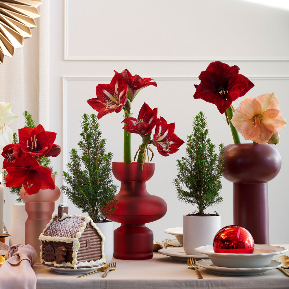 Amaryllis ‘Dark Red’ Bulbs | Precious Plants – preciousplantsuk