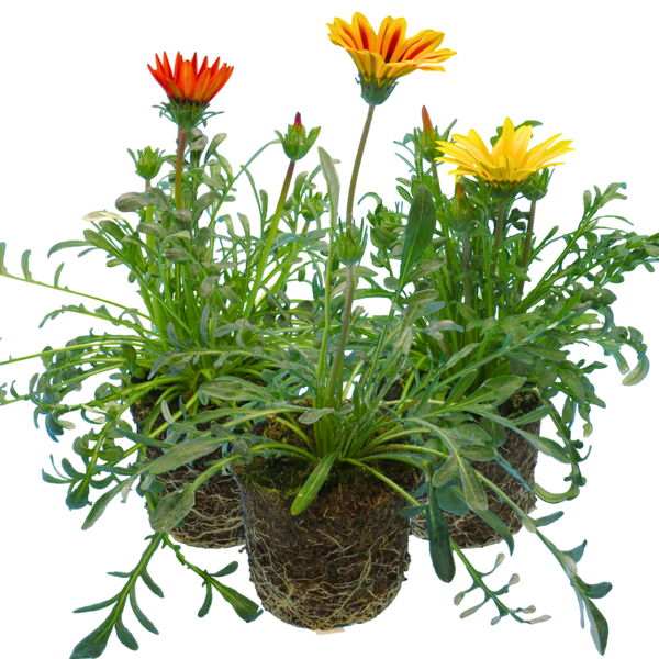 Set of 3 or 6 Large Plants - Gazania Kiss Any Colour Mix, Ready to Pla ...
