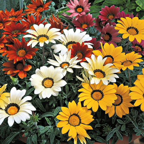 Set of 3 or 6 Large Plants - Gazania Kiss Any Colour Mix, Ready to Pla ...
