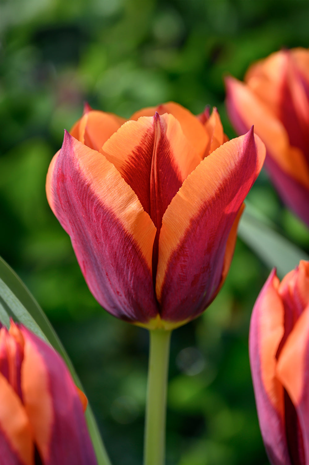 Tulip Triumph Muvota / Slawa – preciousplantsuk
