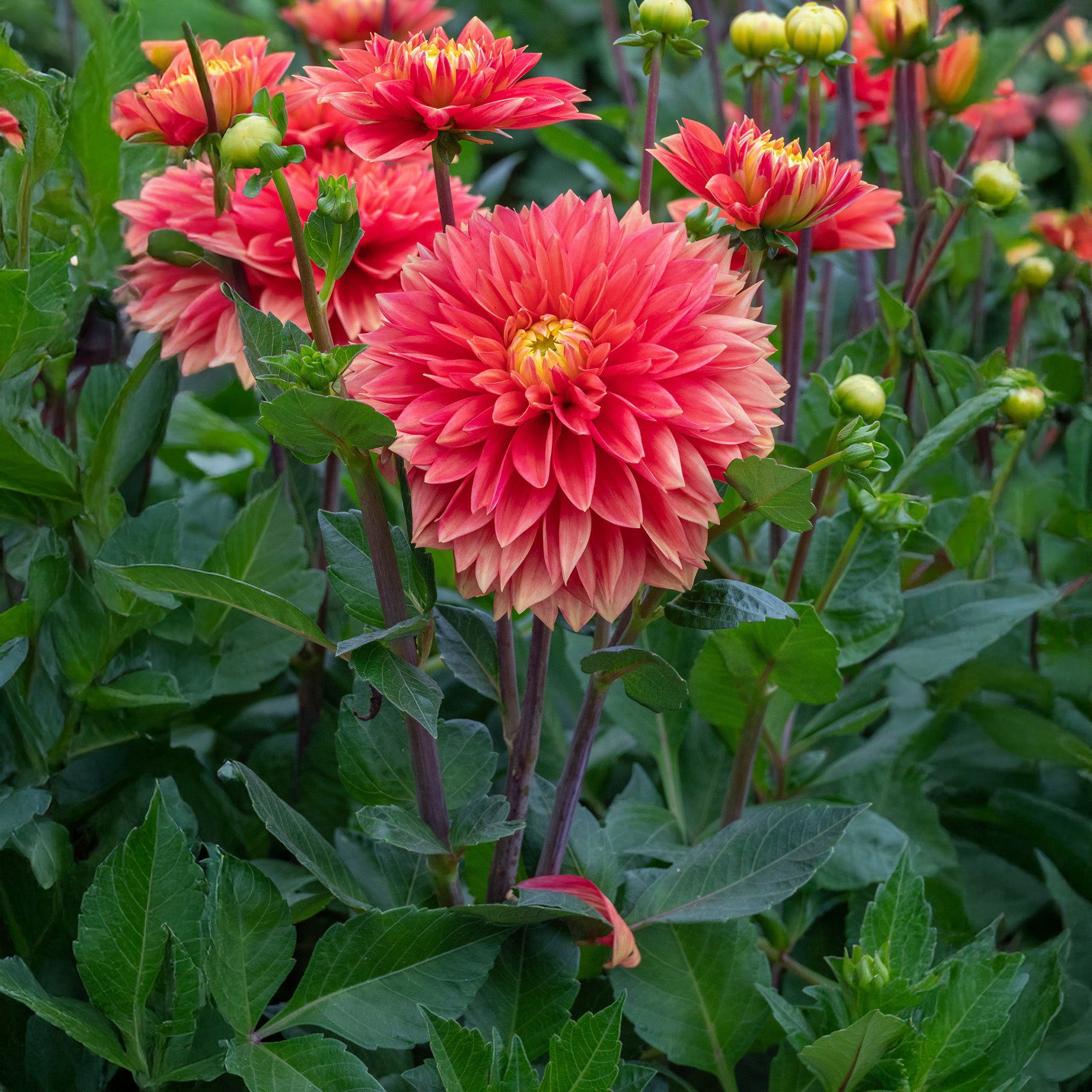 Dahlia Sunset Tropicana (1 Bulb) – preciousplantsuk
