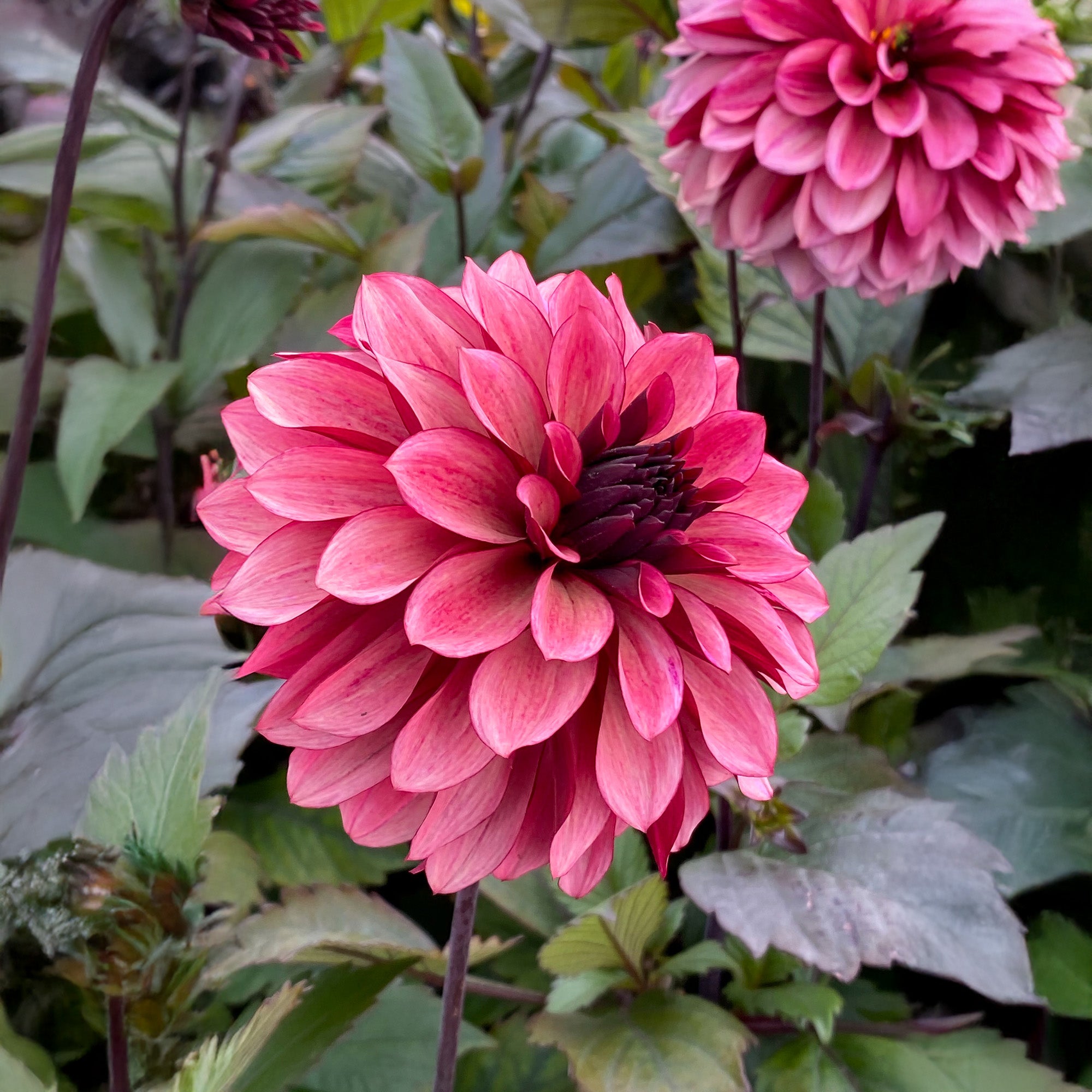 Dahlia Night Silence (1 Bulb) – preciousplantsuk