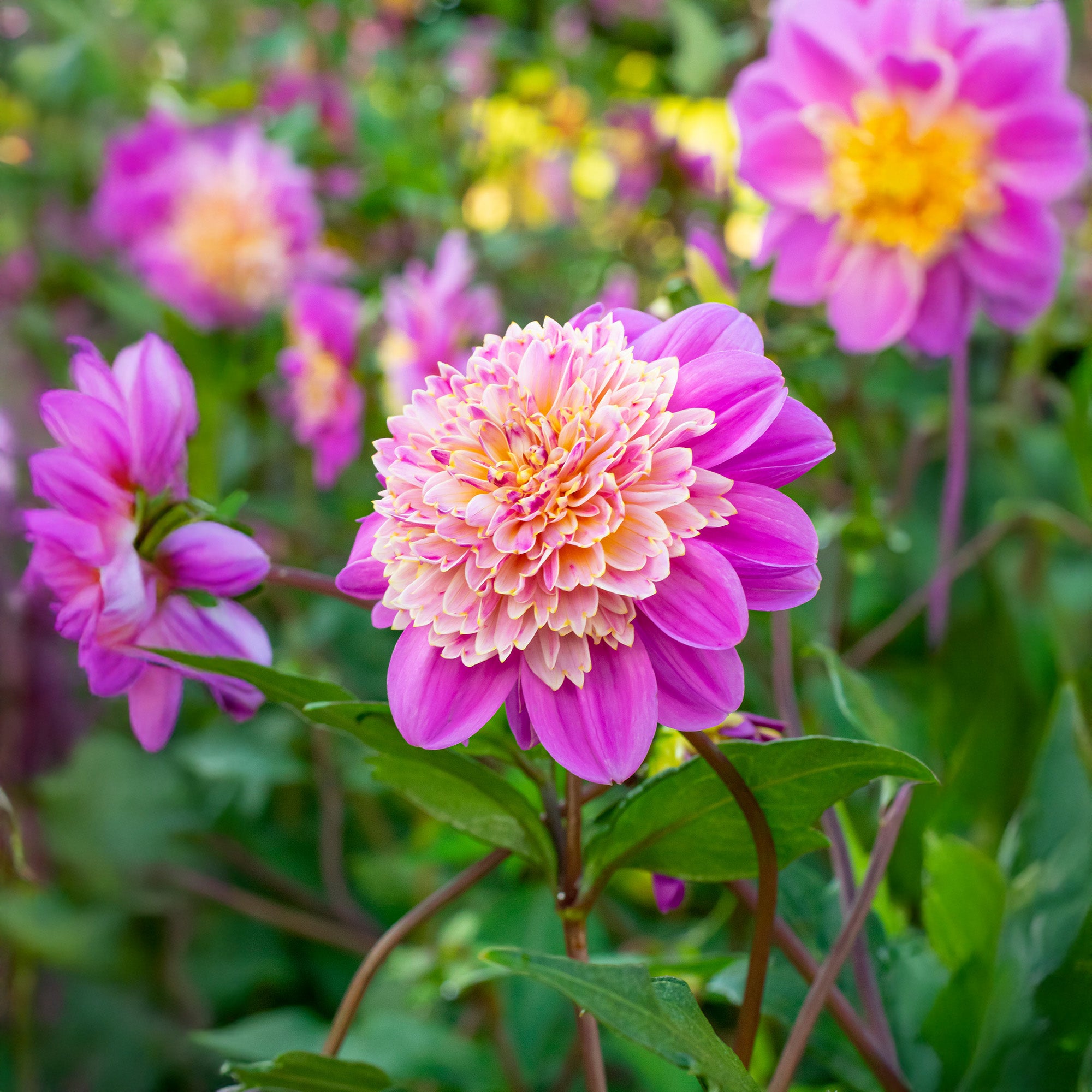 Dahlia Take Off (1 Bulb) – preciousplantsuk
