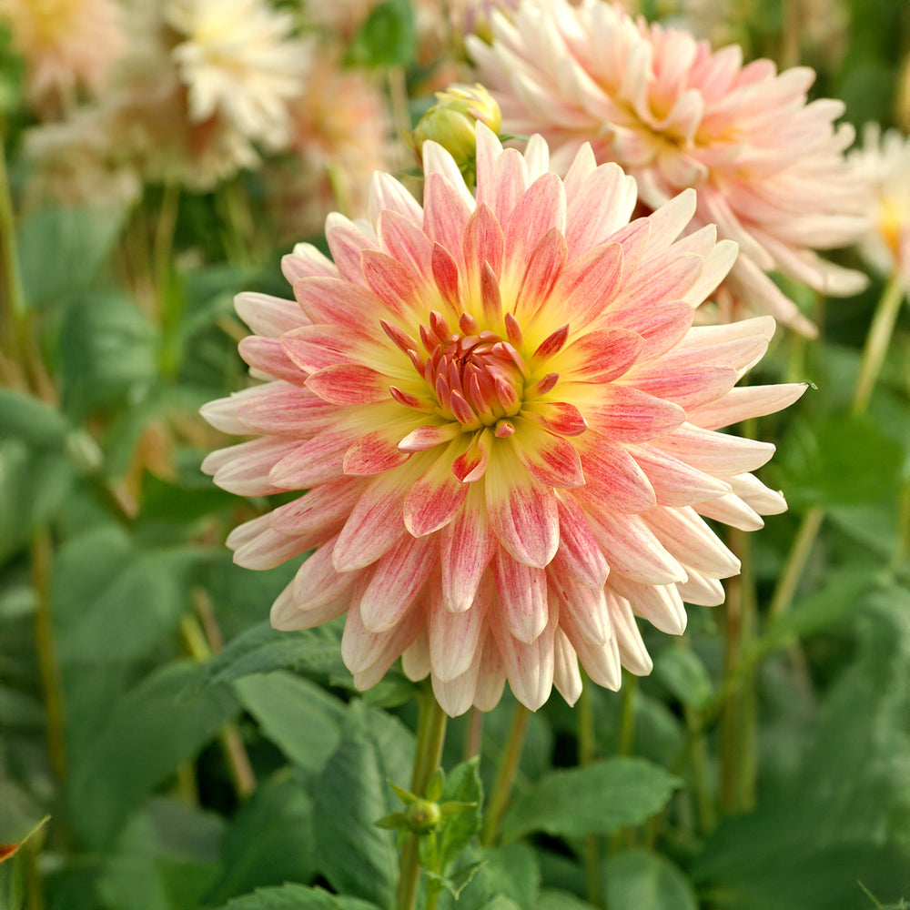 Dahlia Tropical Sunset (2 Bulbs) – preciousplantsuk