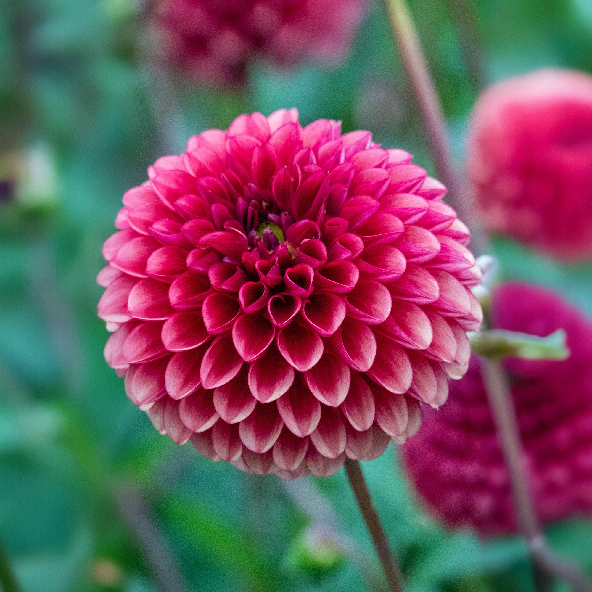 Dahlia Pompon Copper Boy (1 Bulb) – preciousplantsuk