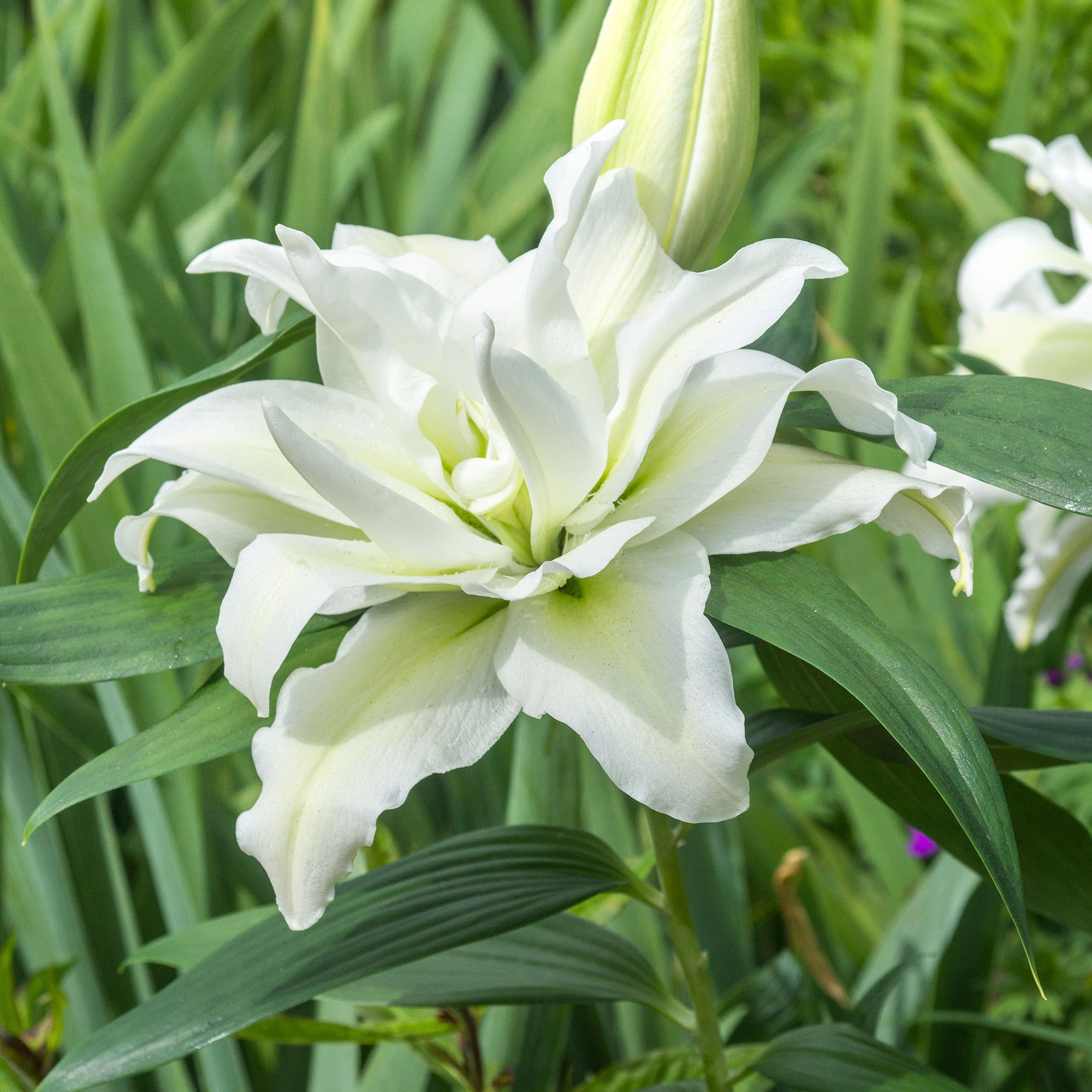 Lilium Lotus Pure (2 Bulbs) – preciousplantsuk