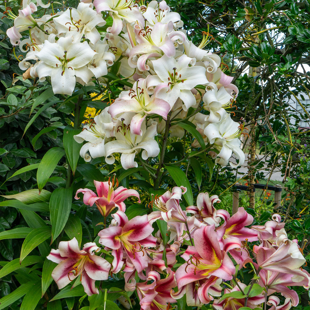 Lilium Like A Tree Pretty Woman (2 Bulbs) – preciousplantsuk