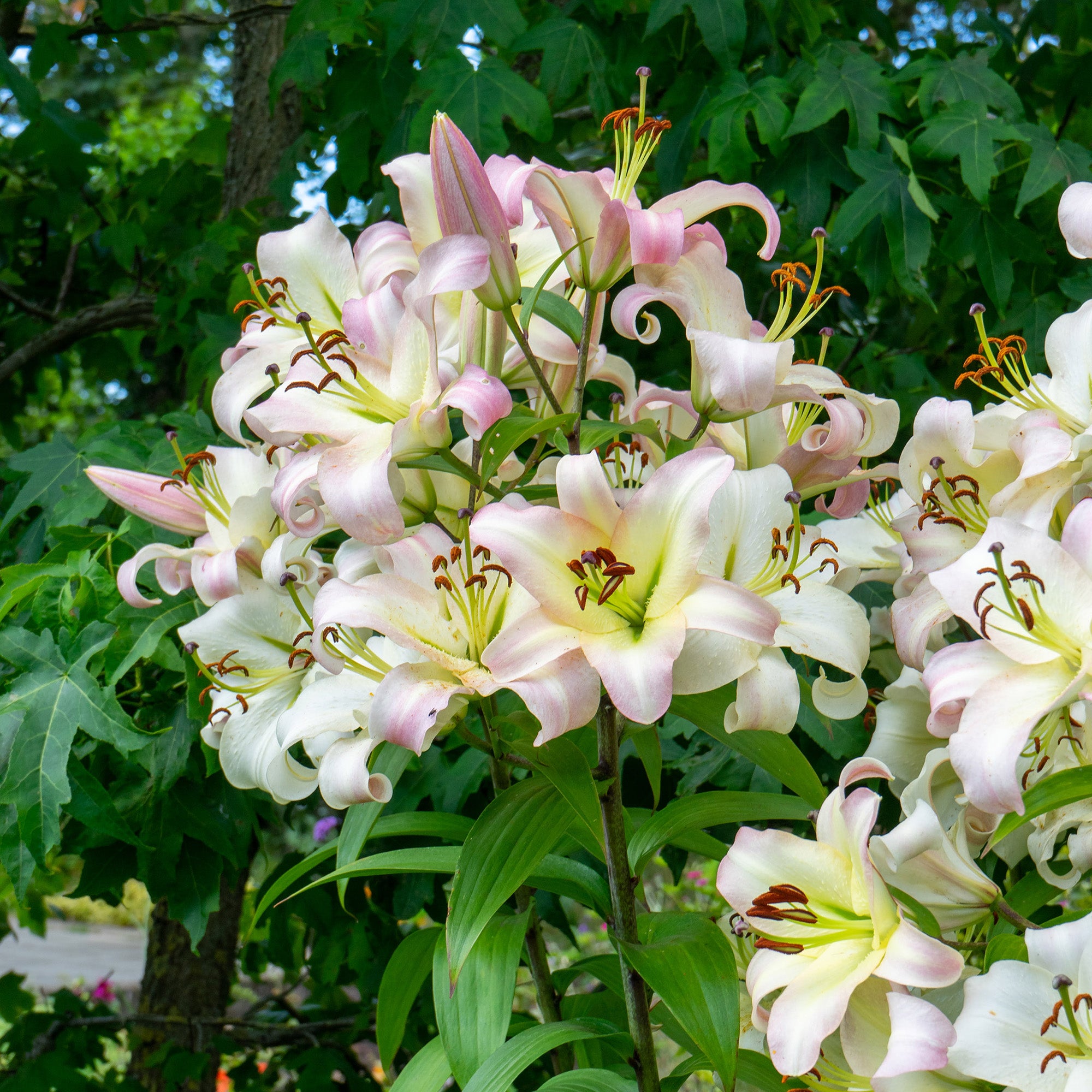 Lilium Like A Tree Pretty Woman (2 Bulbs) – preciousplantsuk