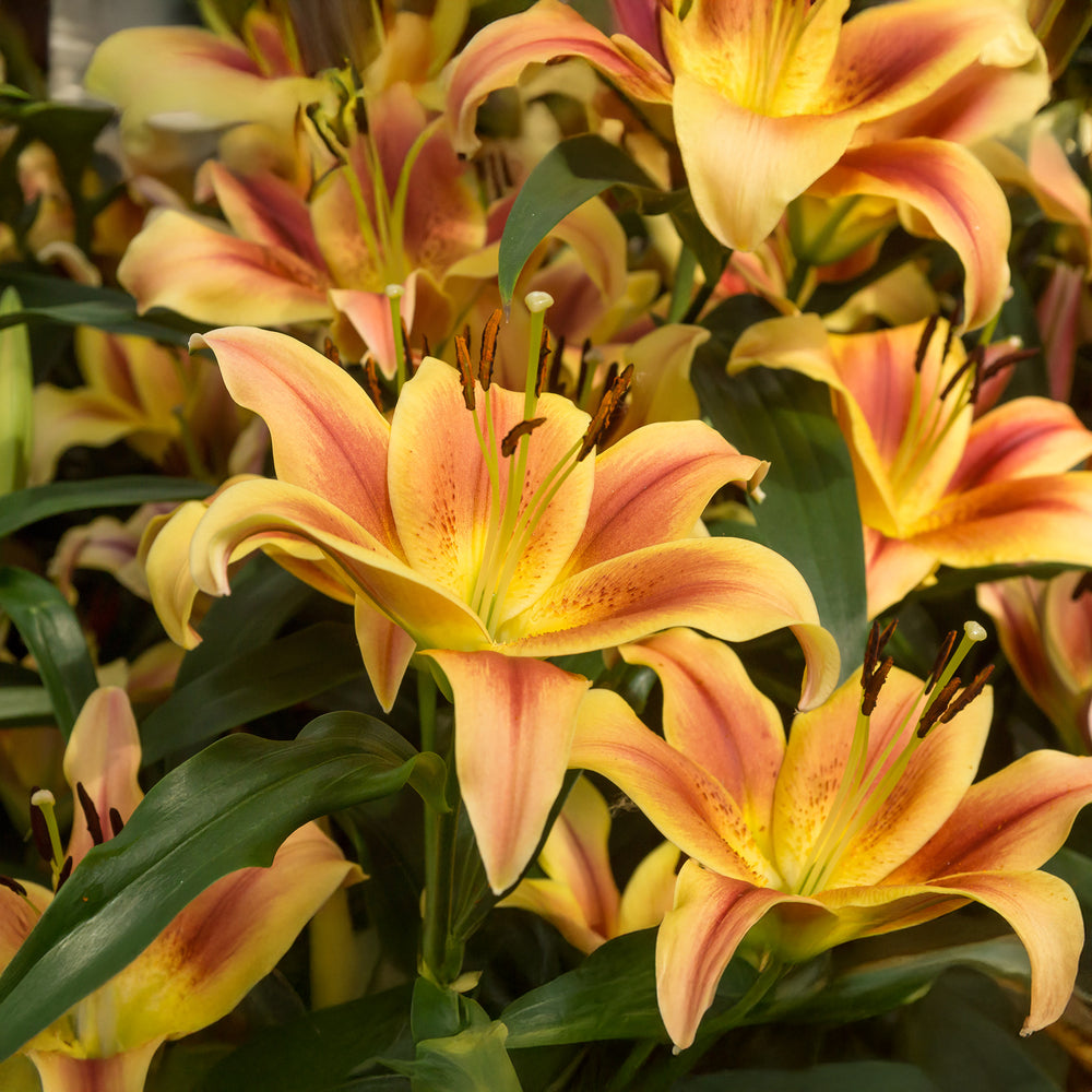 Lilium Like A Tree Montego Bay (2 Bulbs) – preciousplantsuk