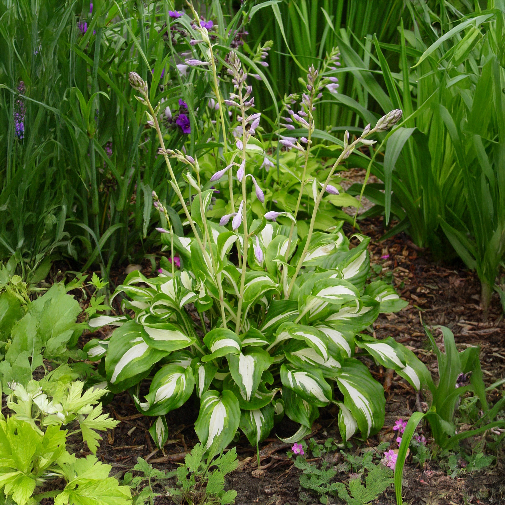 Hosta Medio Variegata (1 Bulb) – preciousplantsuk