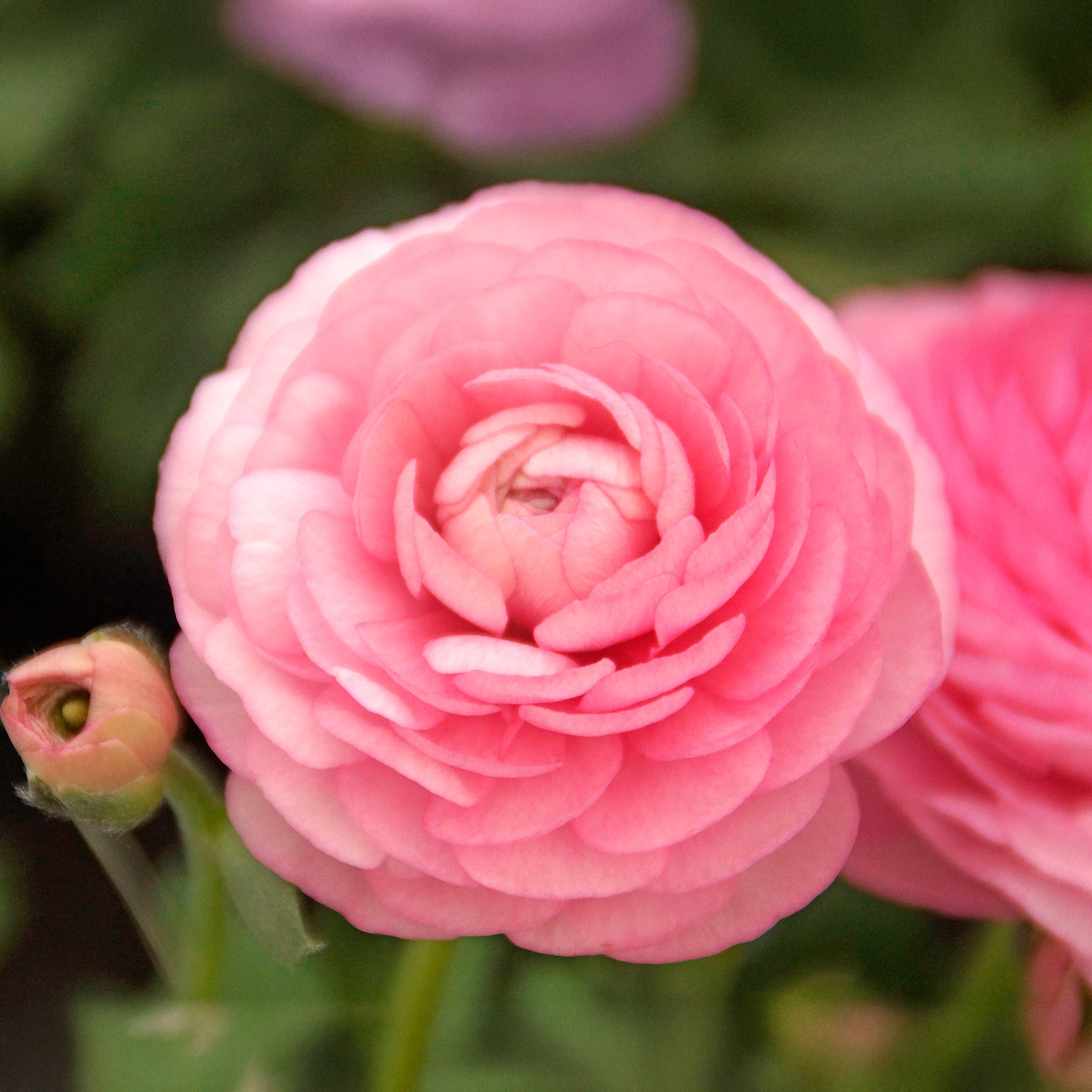Ranunculus pink (12 Bulbs) – preciousplantsuk